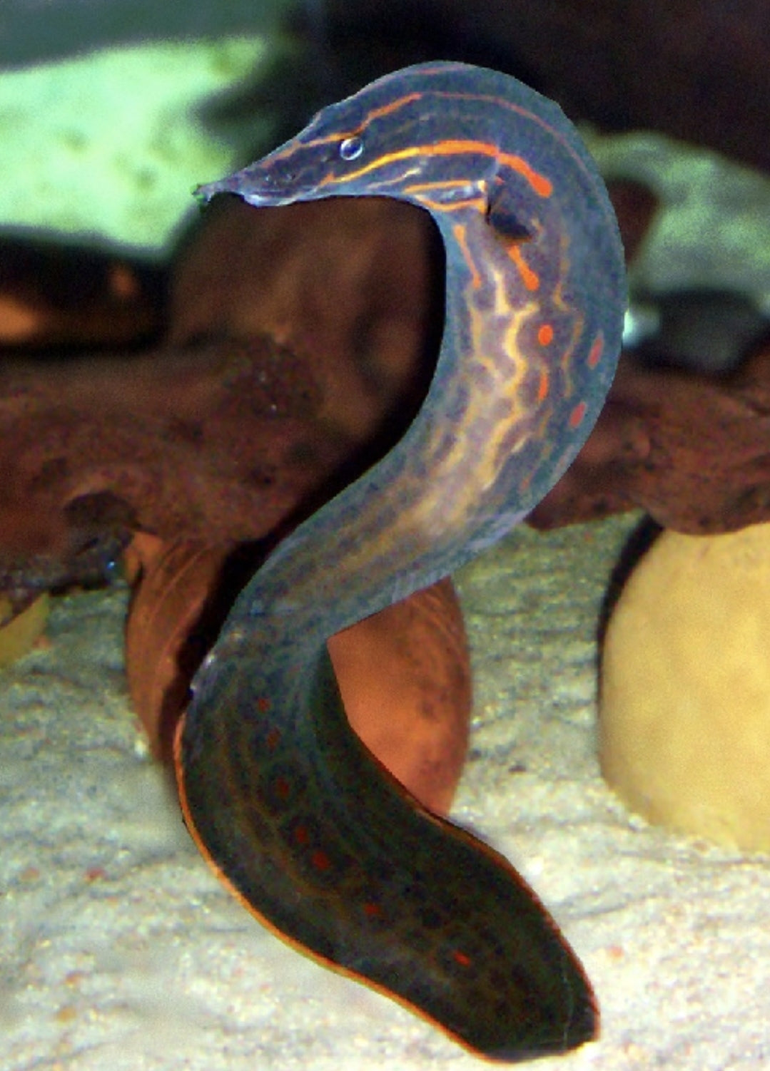 Red Fire Eel – OnlyFins